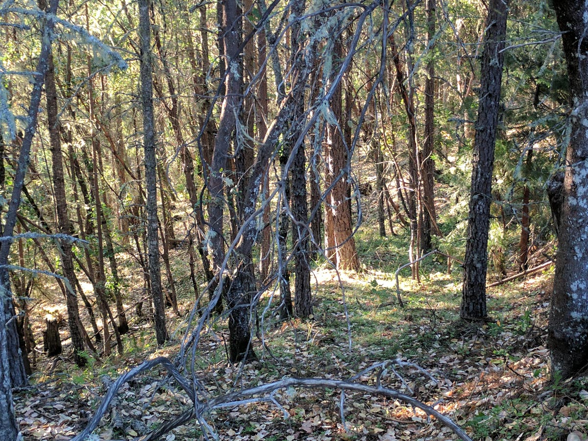 Dayspring Ranch > about-our-location